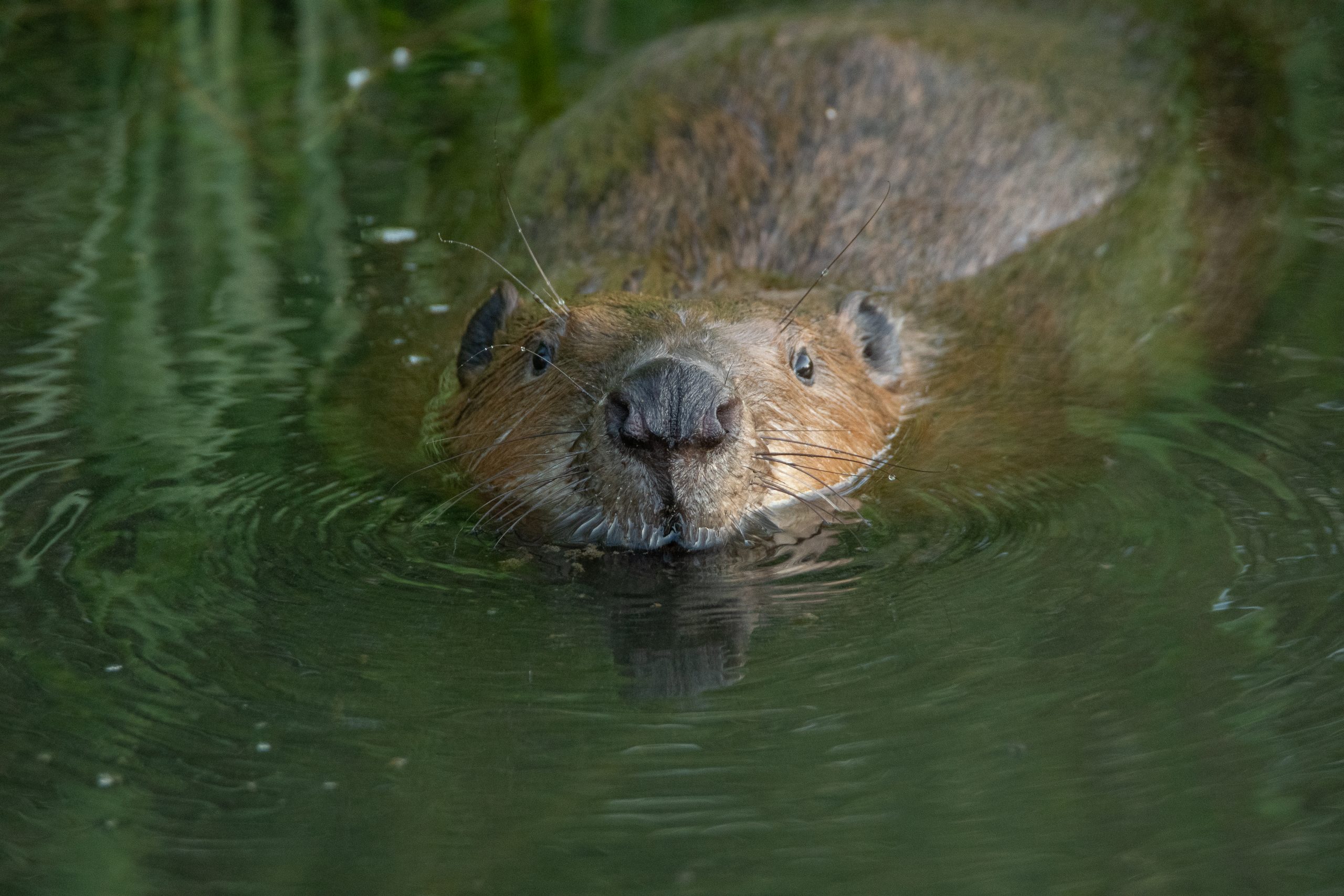 După mai bine de 100 de ani, castorul va reveni acasă în albiile ...