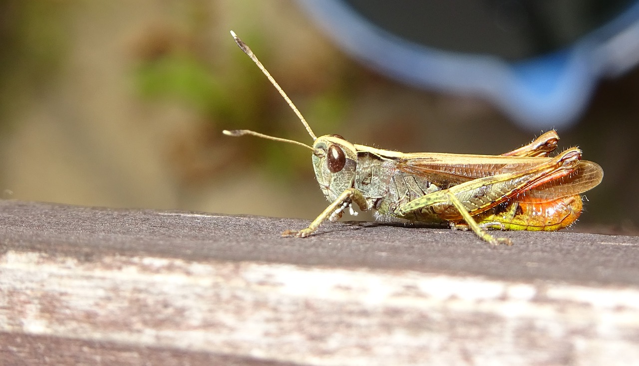 UE: Lăcusta călătoare poate fi consumată ca aliment : Europa FM