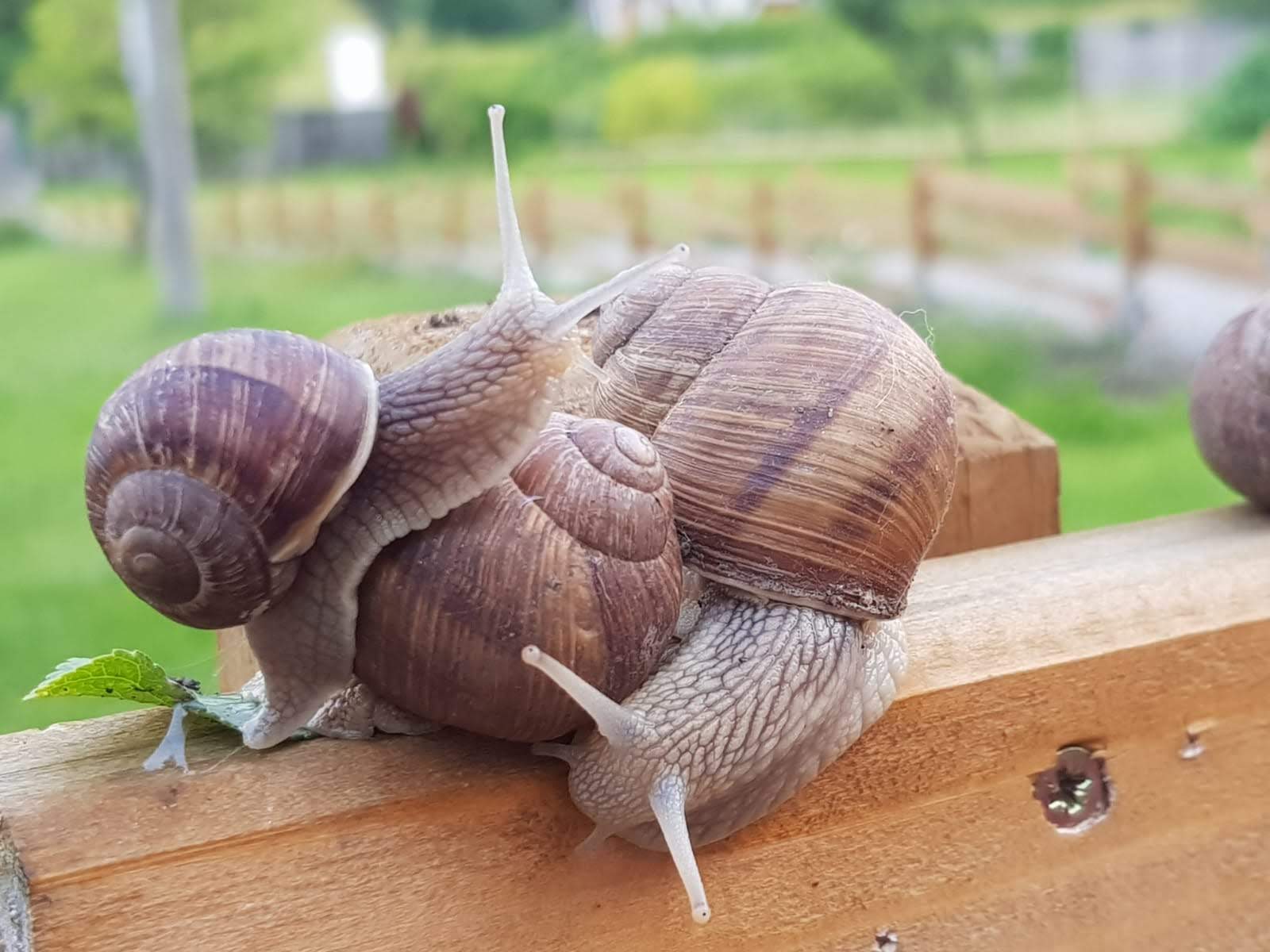 Deșteptarea | Un client a găsit un melc viu într-o salată. Conducerea ...