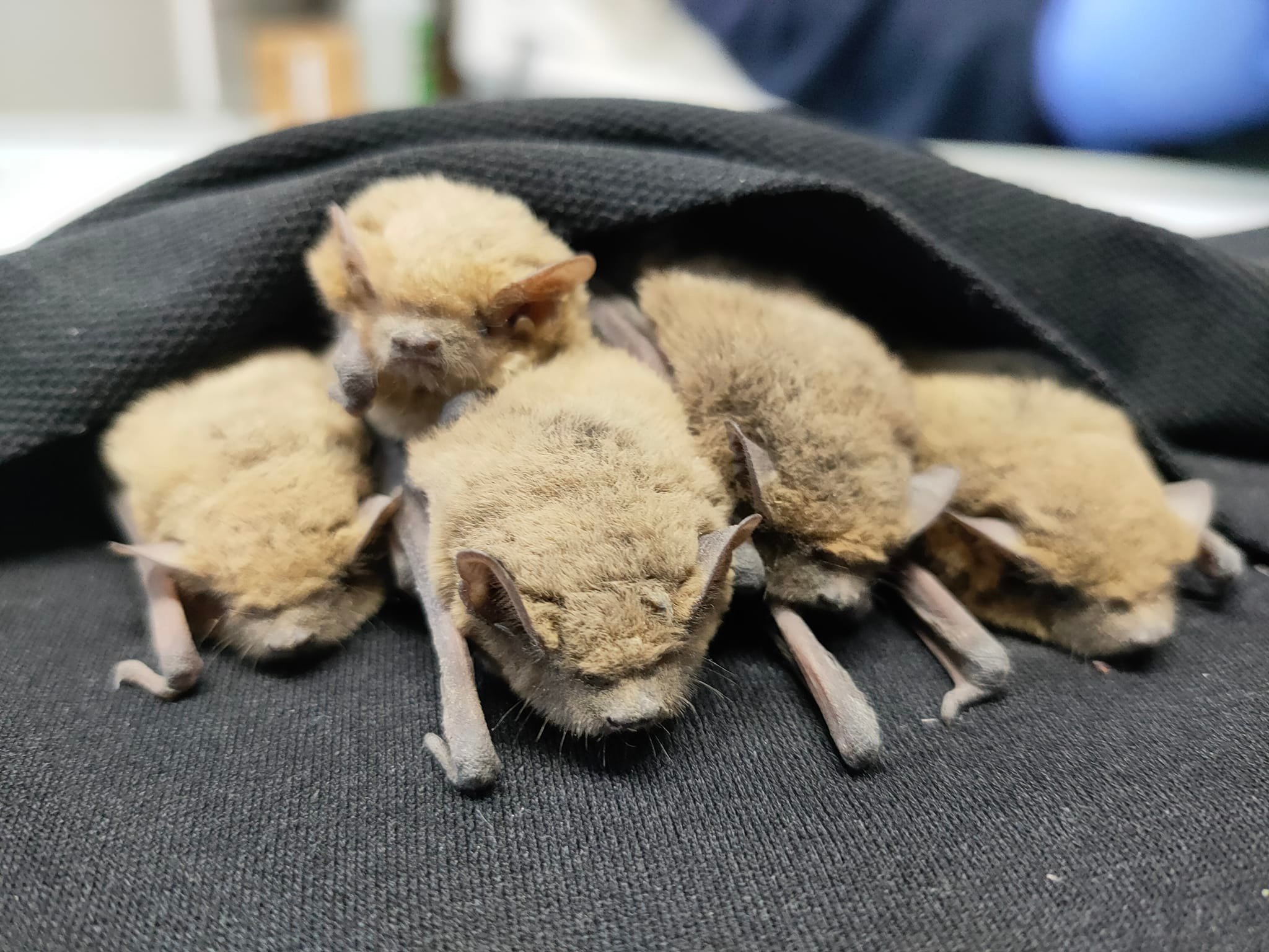 Poliția din Țăndărei, invadată de lilieci : Europa FM