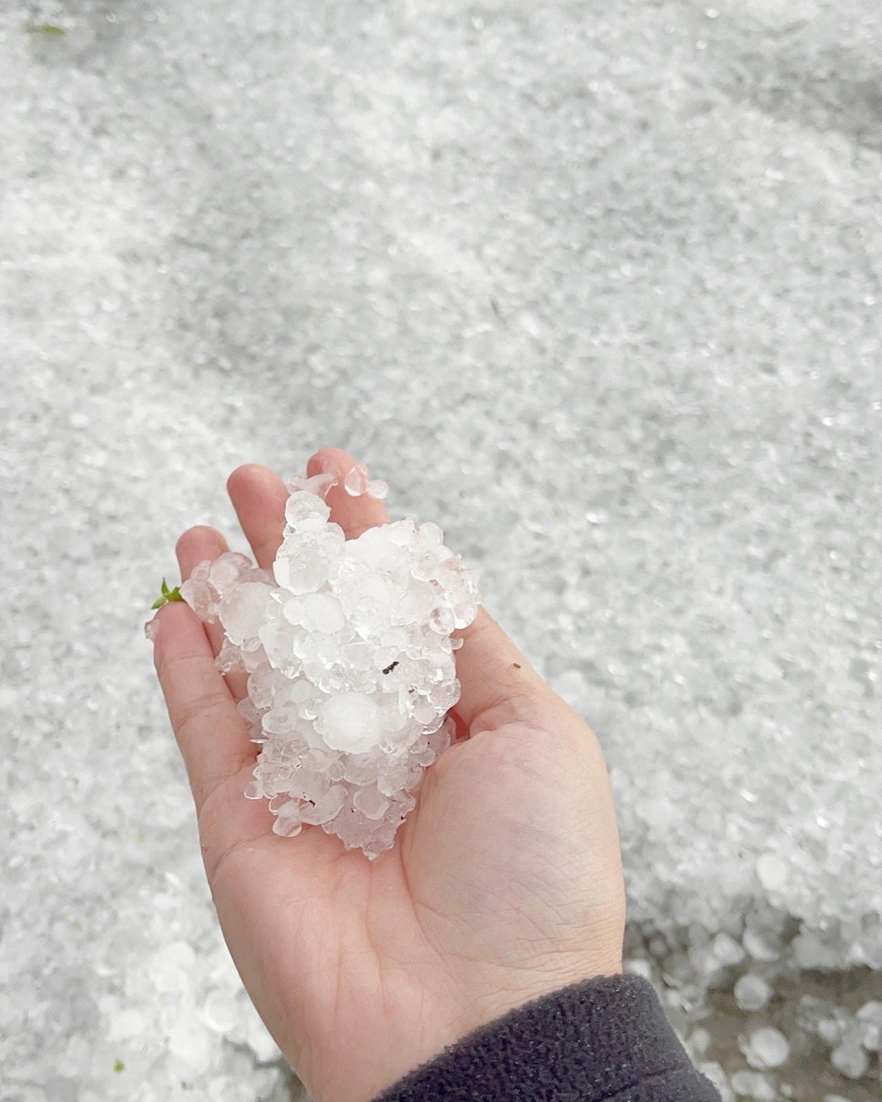 A căzut grindină într-o localitate din Timiș | AUDIO & VIDEO : Europa FM