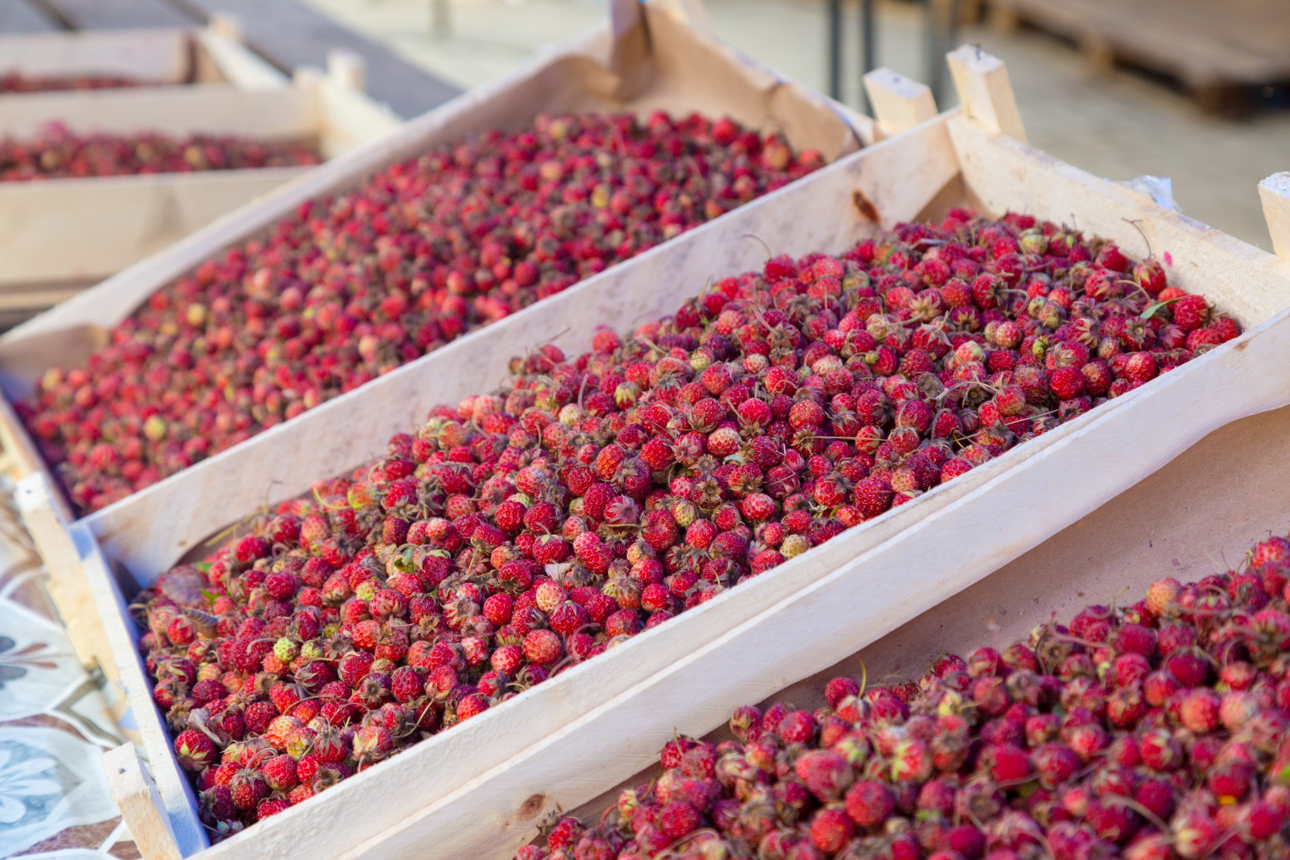 Producătorii de fructe de pădure din Republica Moldova riscă să rămână ...
