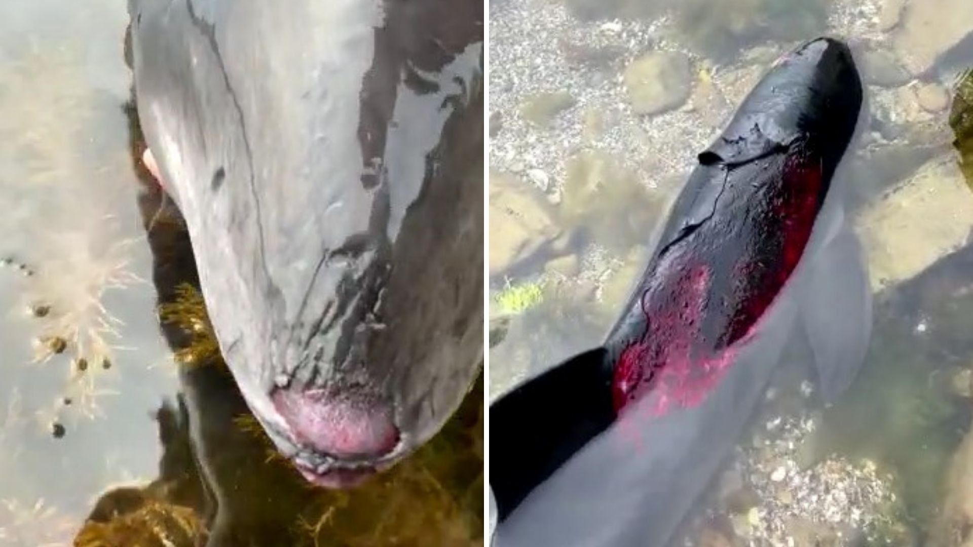 Zeci de mamifere marine, rănite în urma războiului din Ucraina, au ...