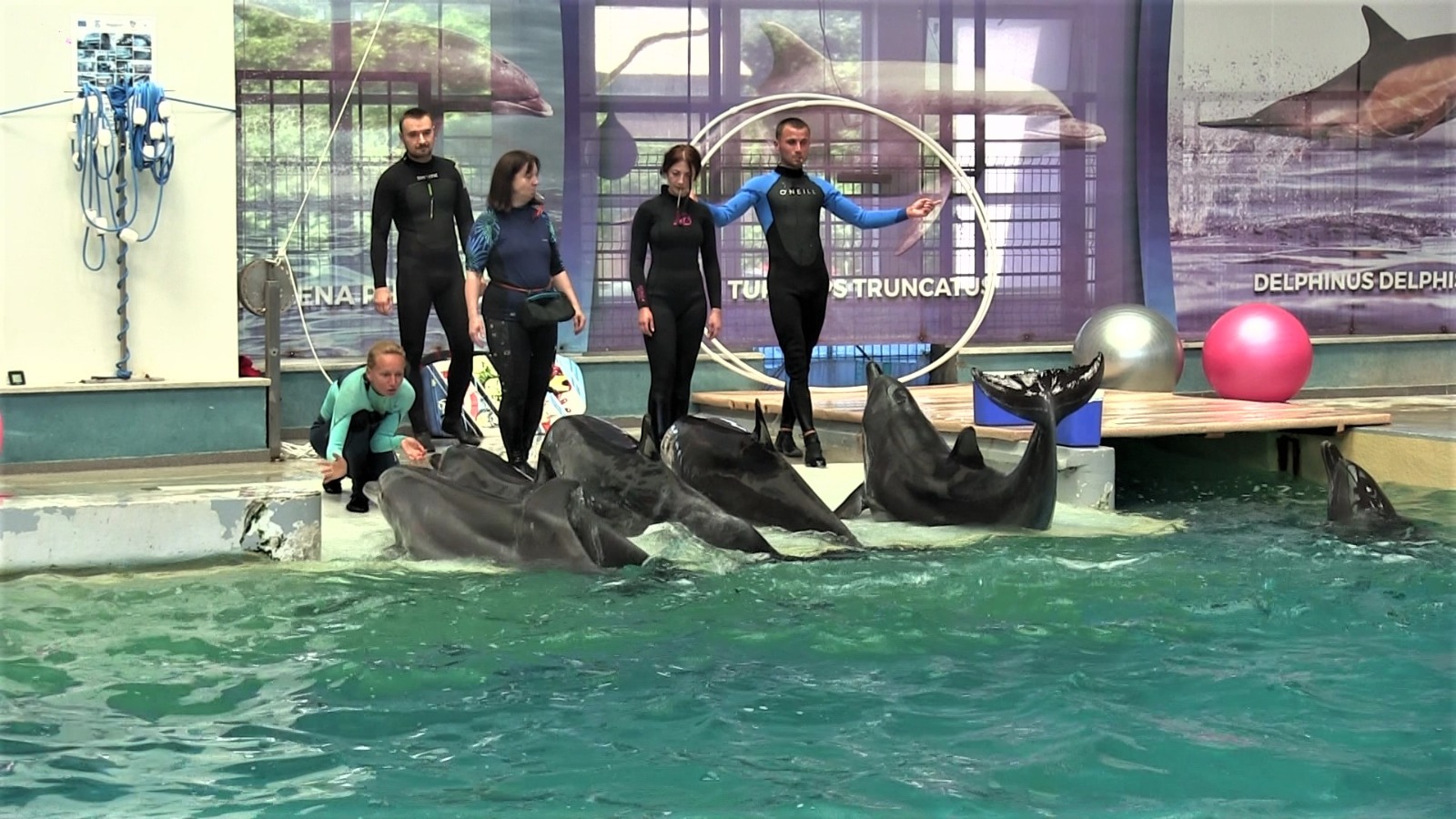 Delfinii din Ucraina au oferit spectacole de senzație la Delfinariul ...