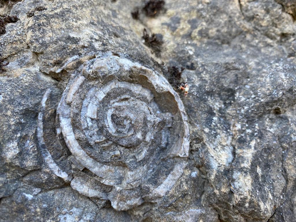 Dealul cu melci, o istorie de 70 de milioane de ani | GALERIE FOTO ...