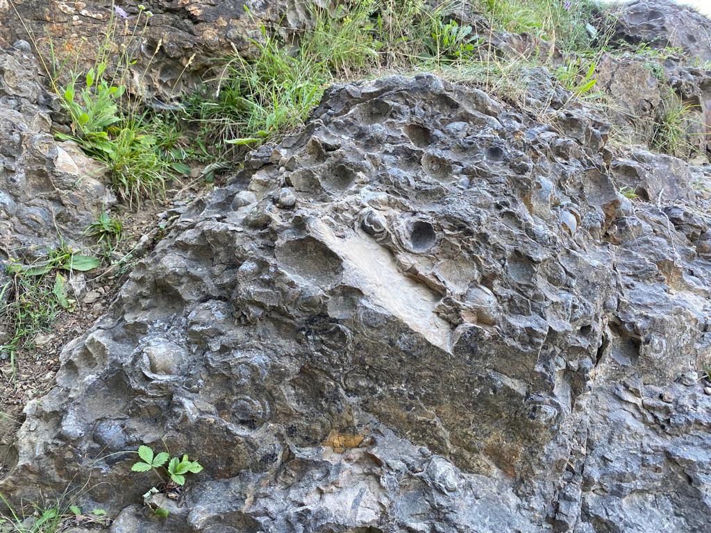 Dealul cu melci, o istorie de 70 de milioane de ani | GALERIE FOTO ...