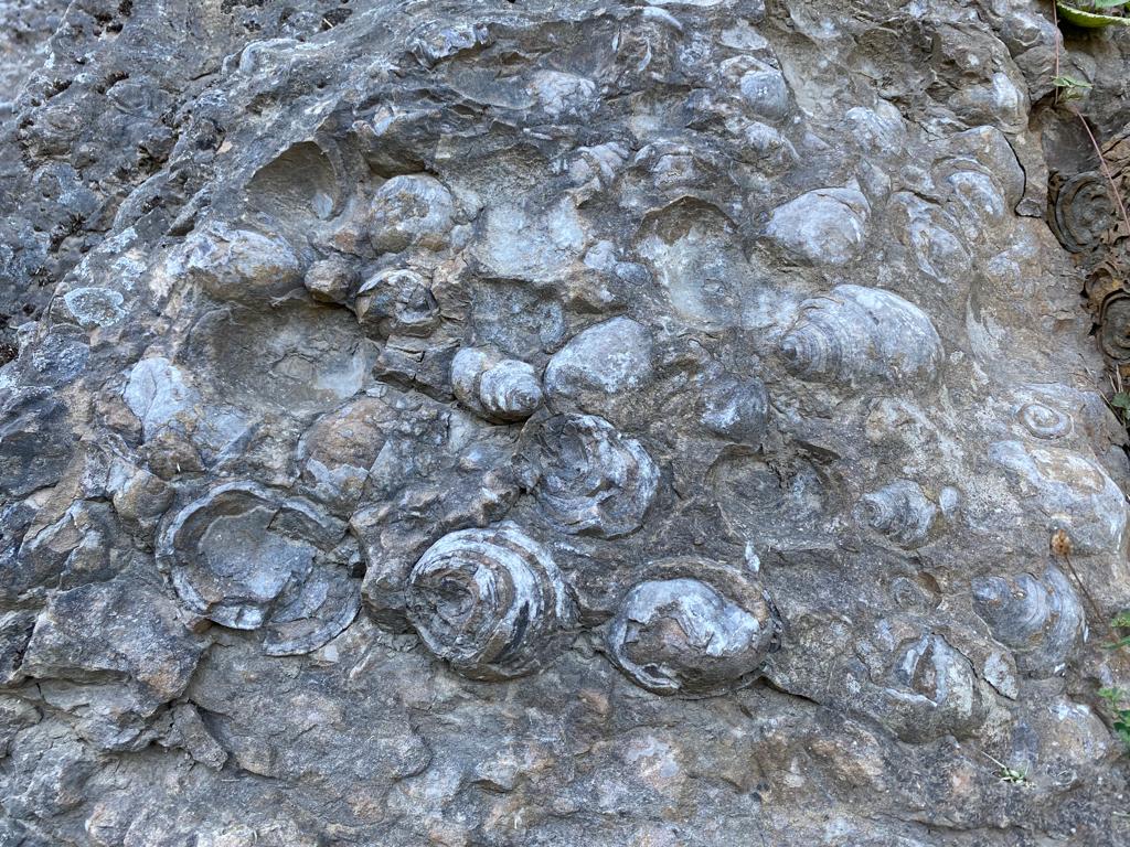 Dealul cu melci, o istorie de 70 de milioane de ani | GALERIE FOTO ...