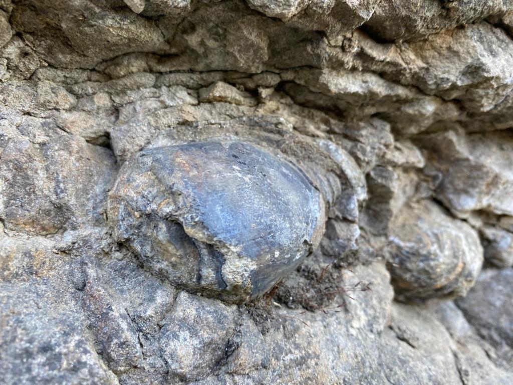 Dealul cu melci, o istorie de 70 de milioane de ani | GALERIE FOTO ...