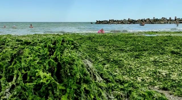 Plajele din sudul litoralului au fost invadate de alge marine