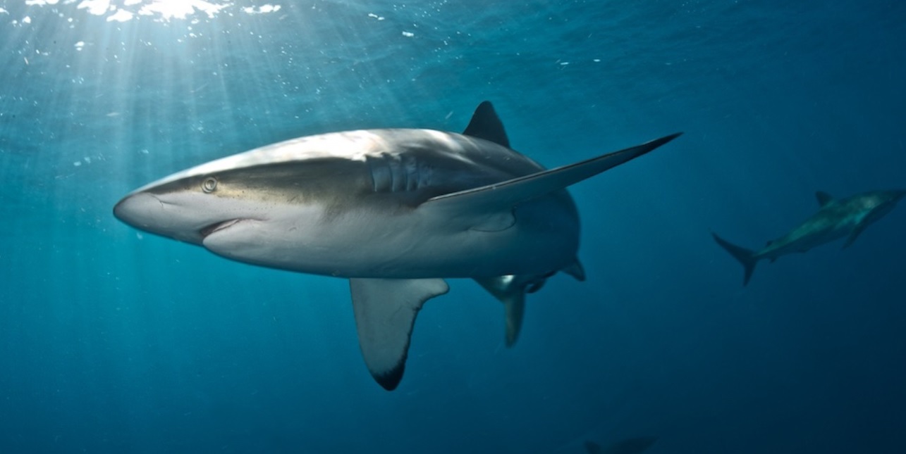 Egiptul închide plajele de la Marea Roşie: Două femei au fost ucise de ...