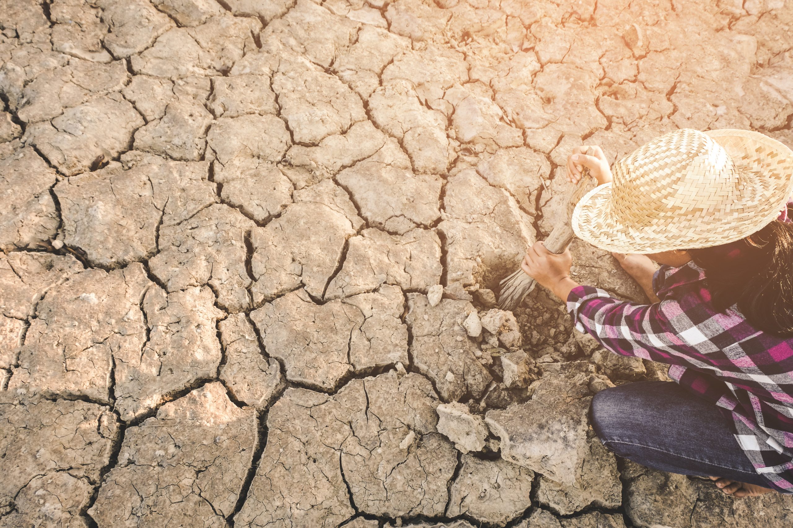 Seceta din România: Între rugăciuni, paparude și sisteme de irigații ...