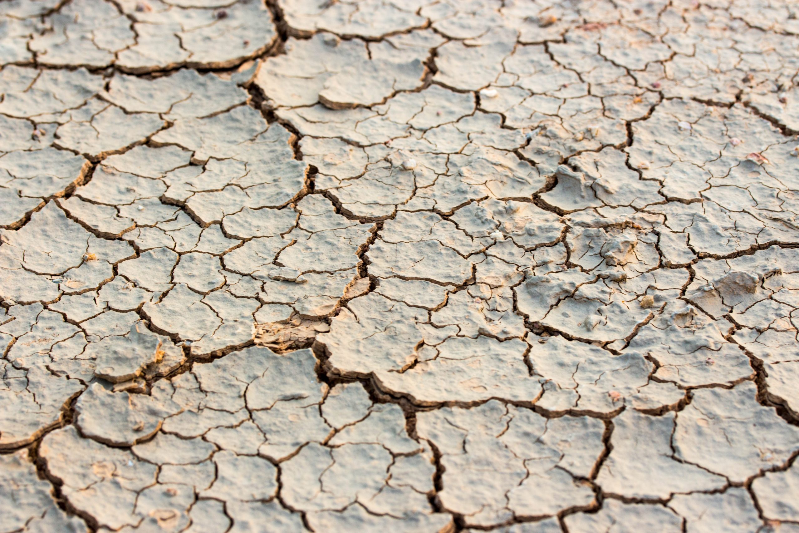 Seceta a cuprins toată țara, spune ministrul Agriculturii. Fermierii ...