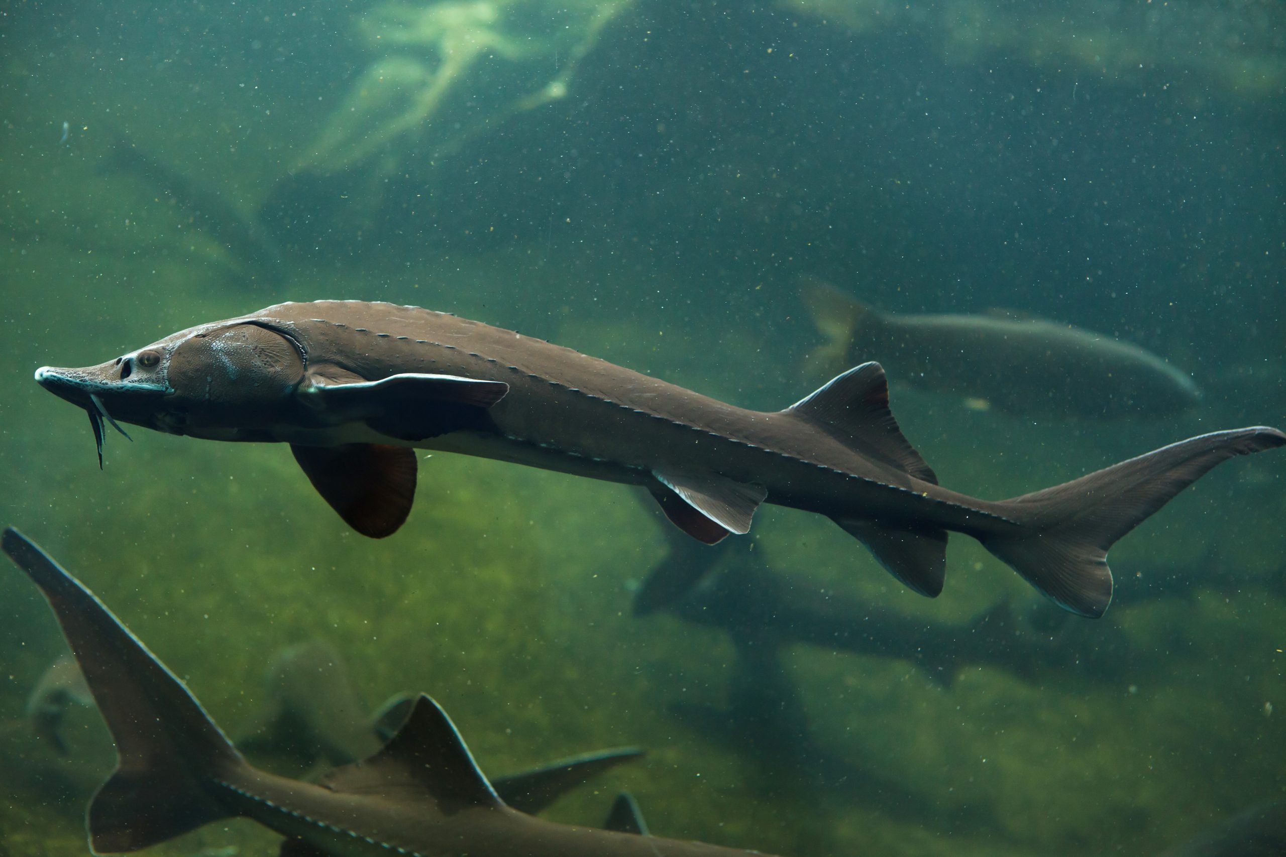 O altă specie de sturion mare a dispărut din Dunăre. În lipsa unui plan ...