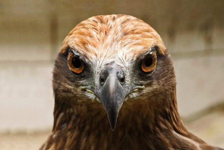 Știrile care contează : Europa FM