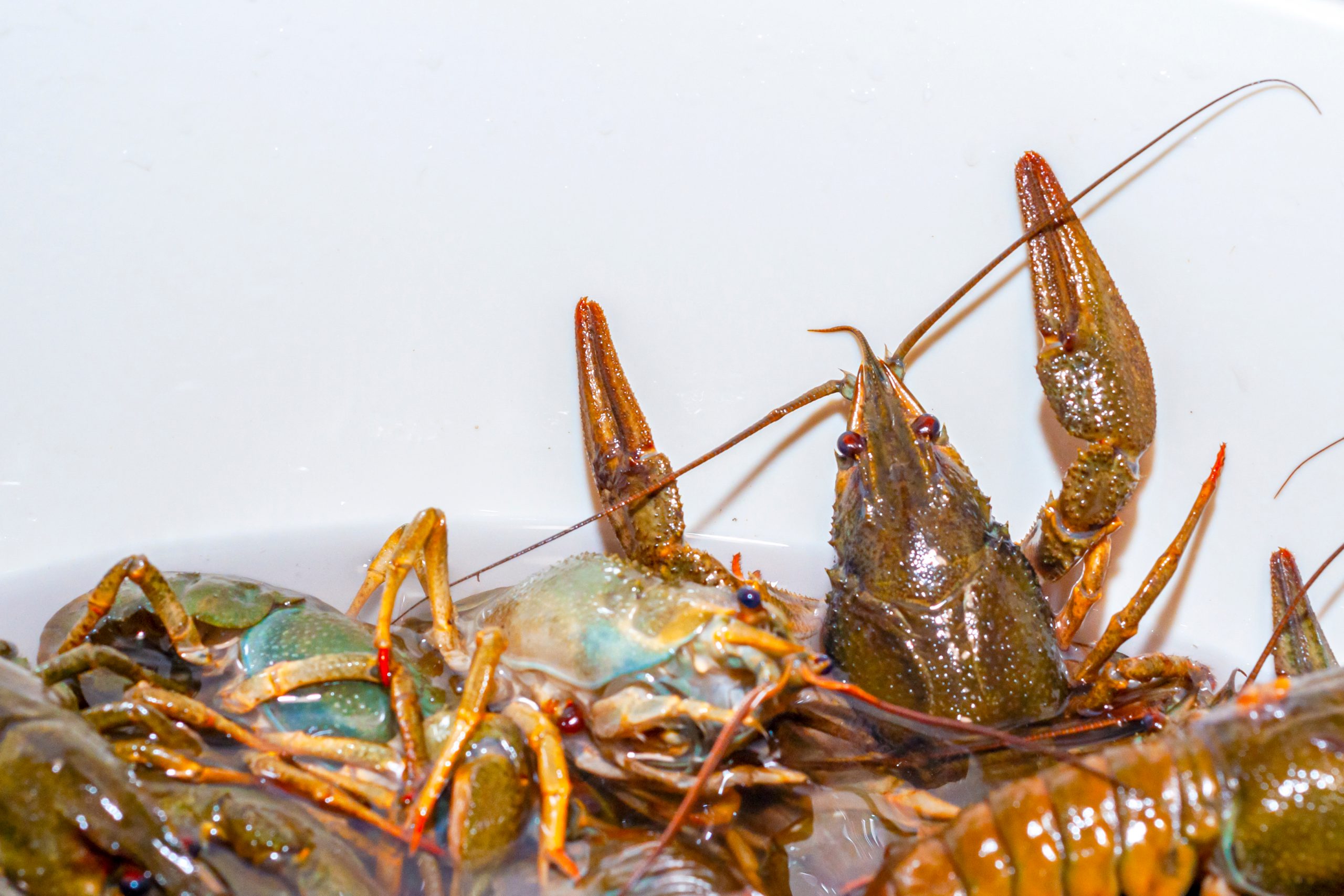 Raci de Dunăre, în valoare de 2 milioane de euro, descoperiți într-un ...