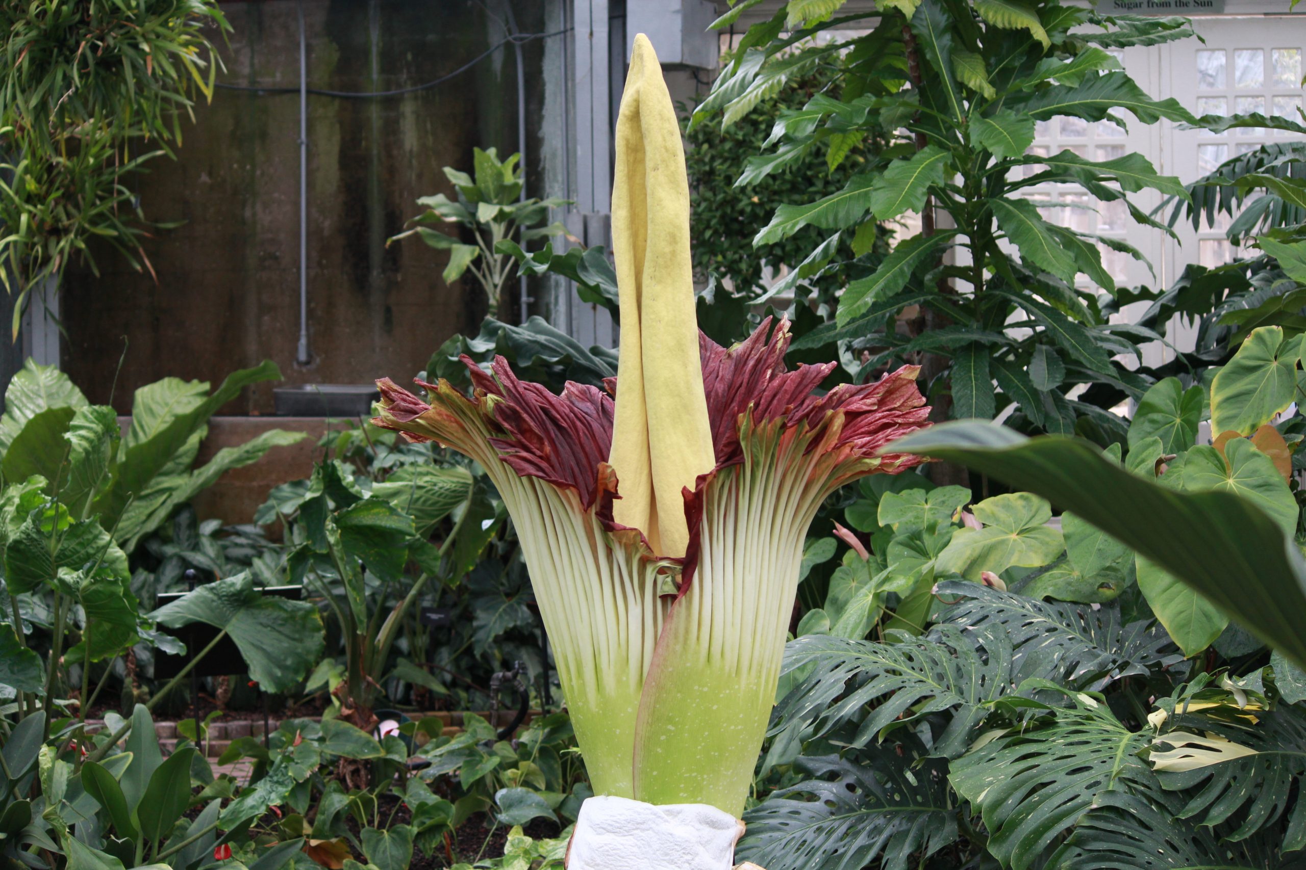 China: O "floare cadavru" pe cale de dispariție a produs semințe