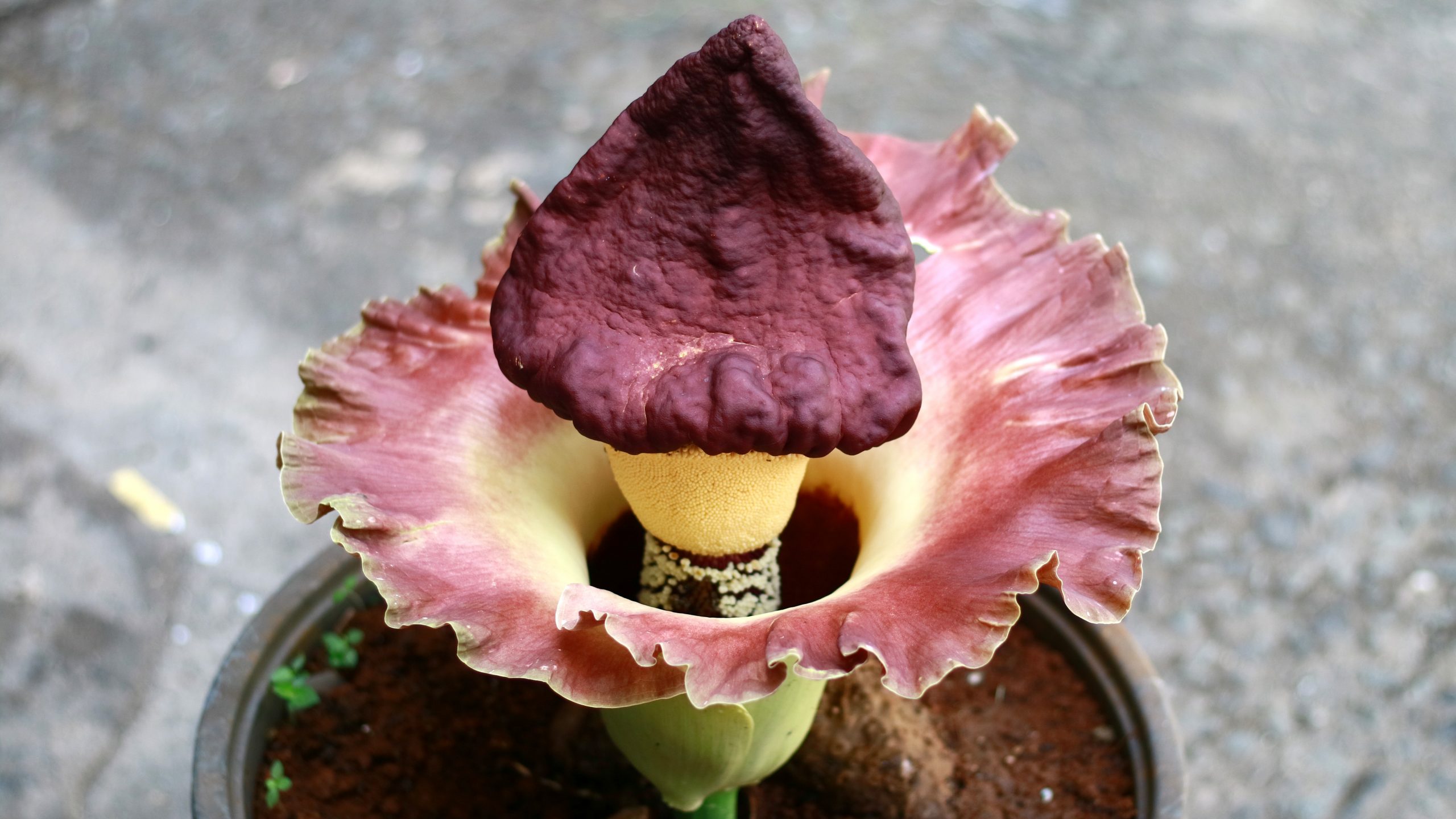 China: O "floare cadavru" pe cale de dispariție a produs semințe