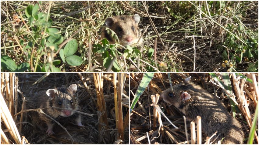 Hamsterul românesc sau dobrogean, animal rar găsit în Rezervația ...