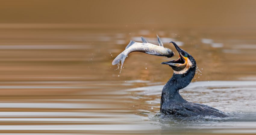 PSD și PNL vor să permită vânătoarea de cormorani pe tot parcursul ...