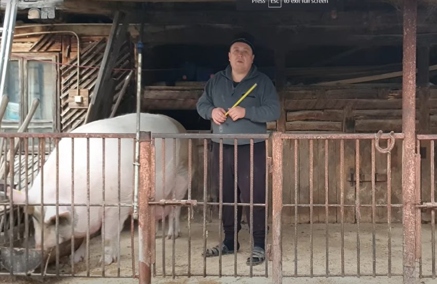 Deșteptarea: Jardel, cel mai mare porc din România | VIDEO : Europa FM