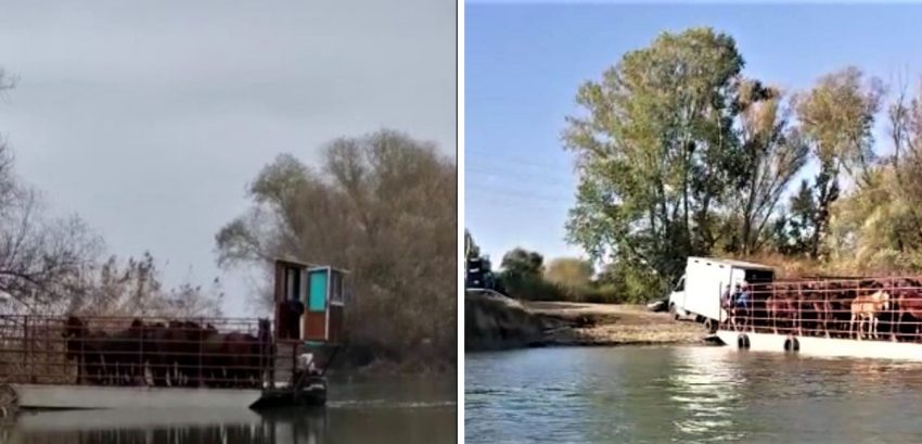 Caii sălbatici din Delta Dunării sunt duși la abatoare cu ajutorul unor ...