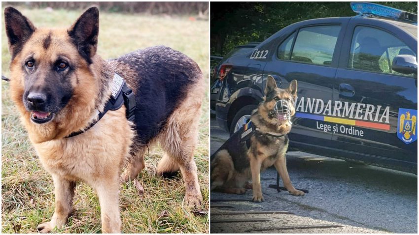 Ogepa, cățelușa de la Inspectoratul Județean de Jandarmi Bacău, caută ...
