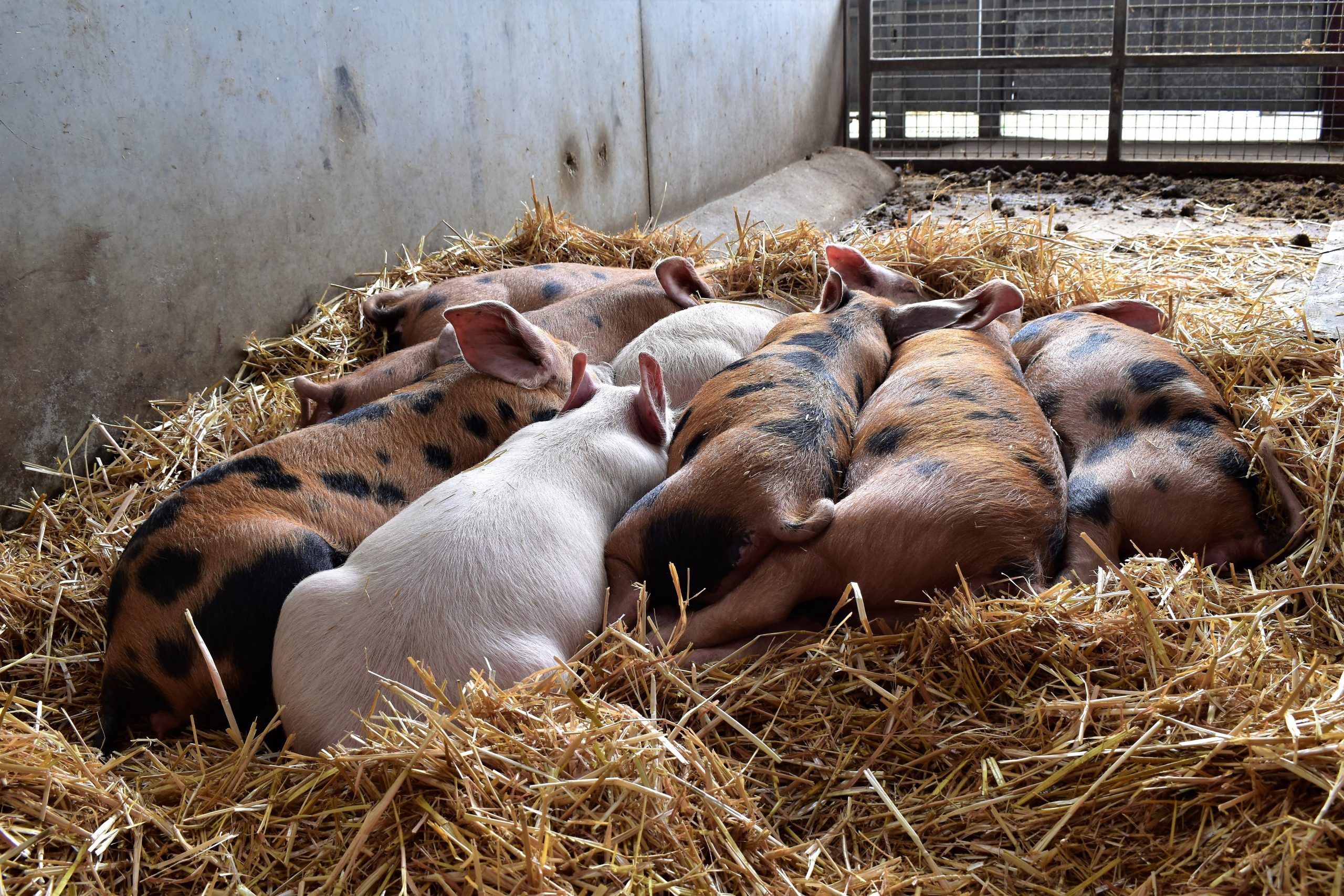 Statul vrea să sprijine crescătorii de porci Bazna și Mangalița cu câte ...