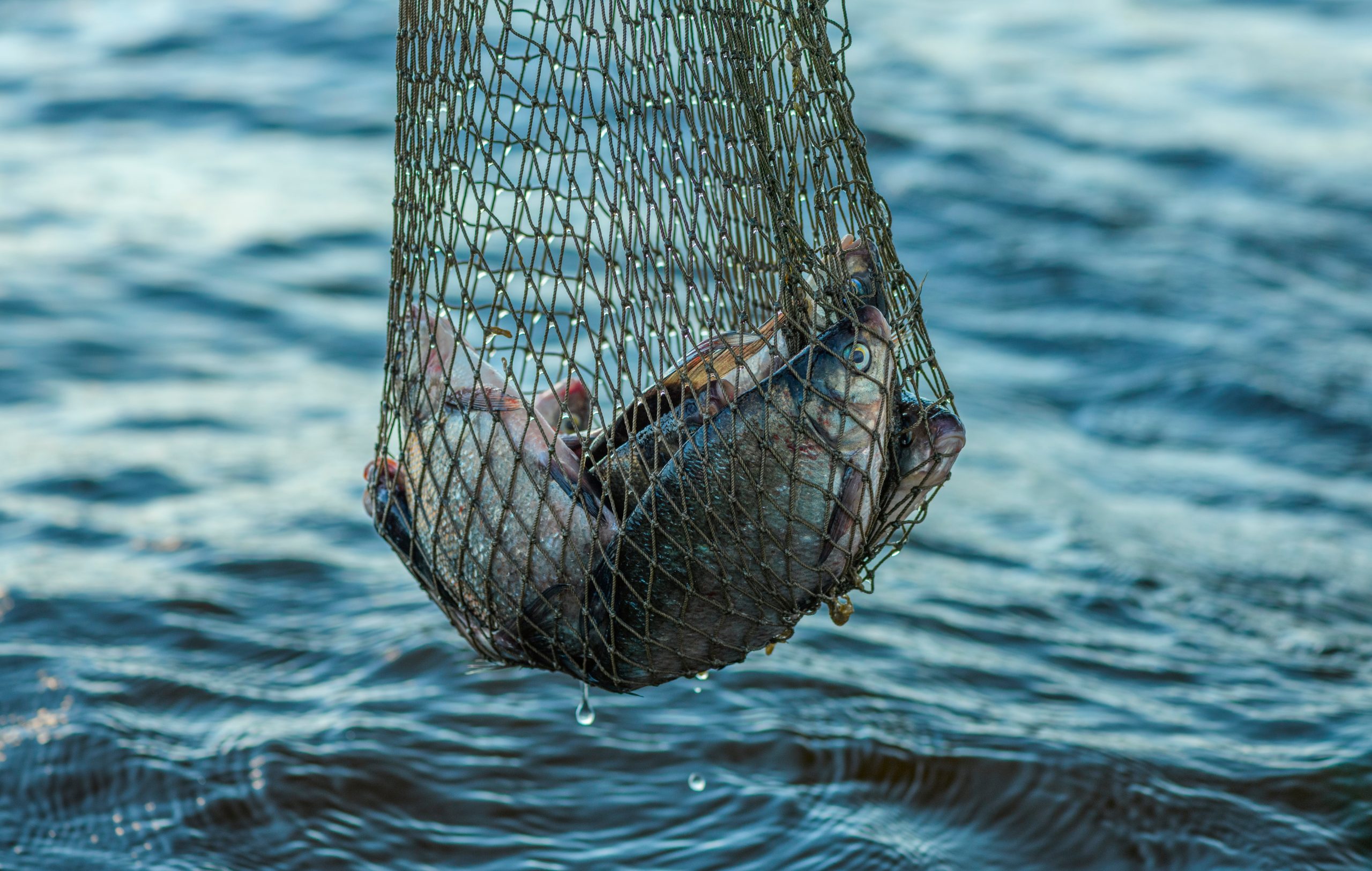 Deșteptarea: România, campioană mondială la Street Fishing | VIDEO ...