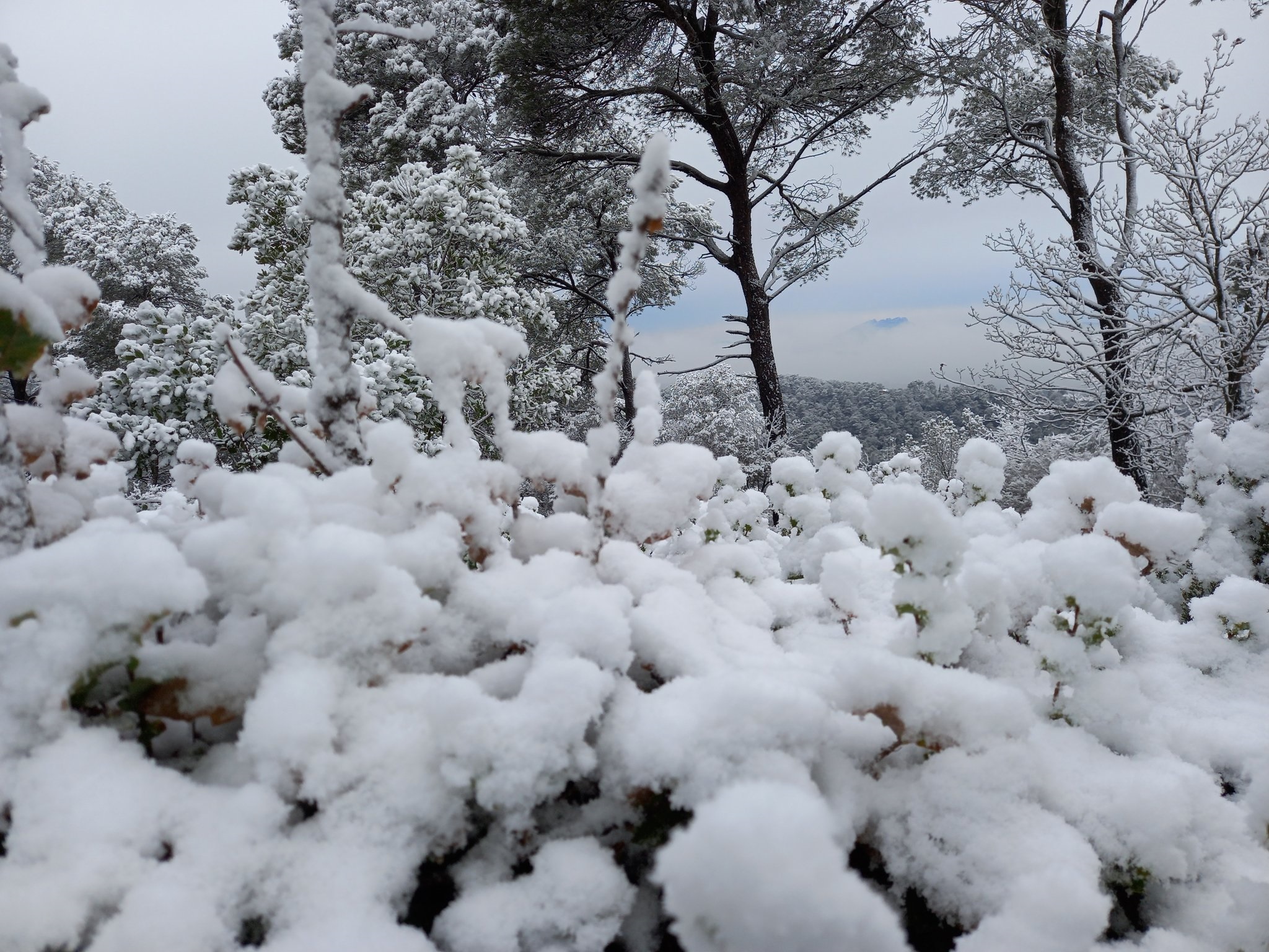 Spania: Furtuna Julietta a adus un val de zăpadă în Barcelona și un cod ...