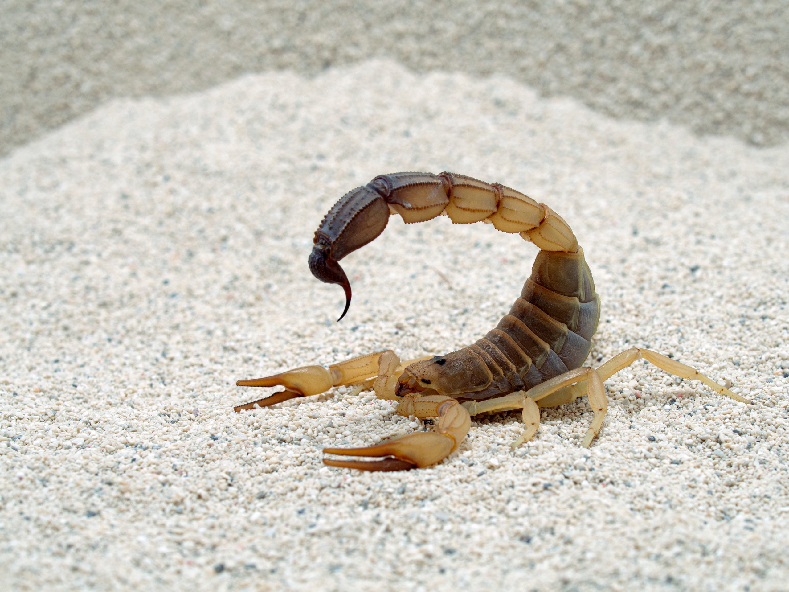 Iași: Femeie înțepată de un scorpion după ce a cumpărat banane de la un ...