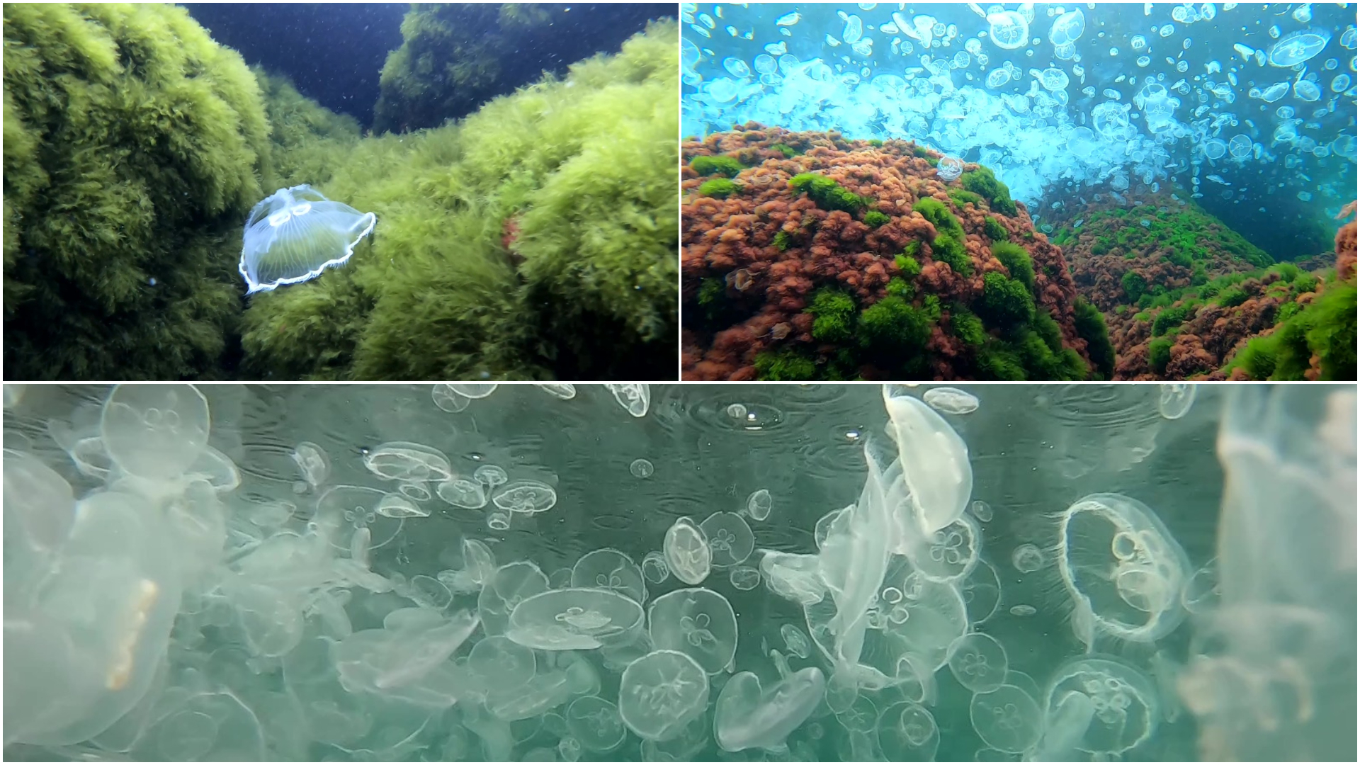 Mii de meduze albastre plutesc la adâncime mică în apropierea țărmului ...