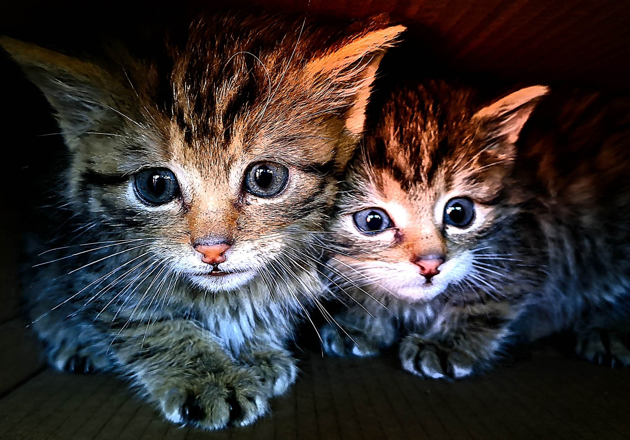 Surpriză pentru un cuplu care a salvat 2 pisici ude și înfrigurate ...