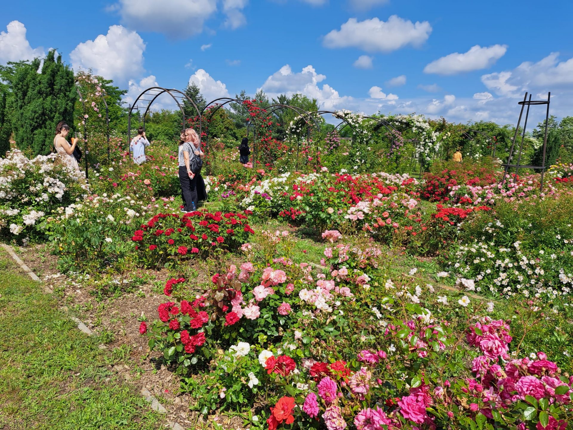 Peste 2.000 de soiuri de trandafiri în cel mai mare Rozariu din România ...