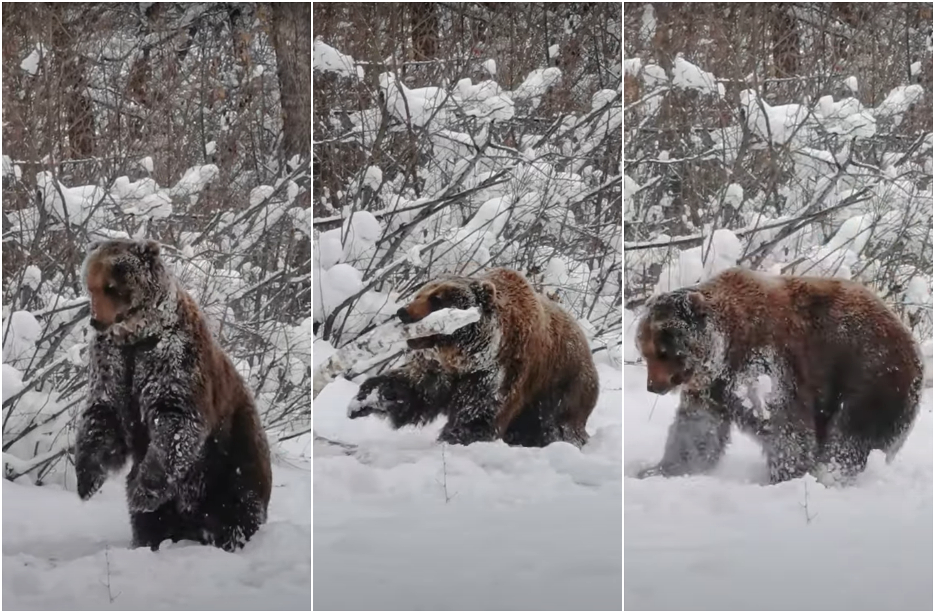 Un urs care trăiește în sanctuarul de la Zărneşti este în finala unui ...