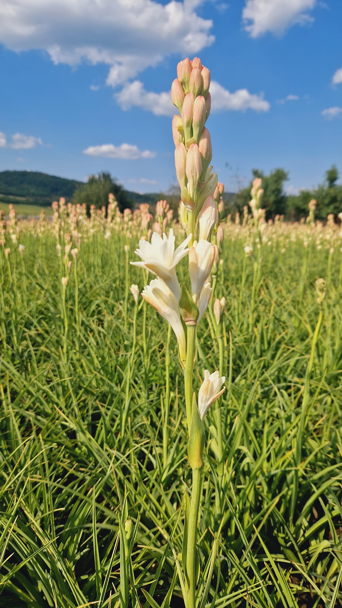 Satul din Sibiu, unde cresc tuberoze. Hoghilag – Tărâmul tuberozelor ...