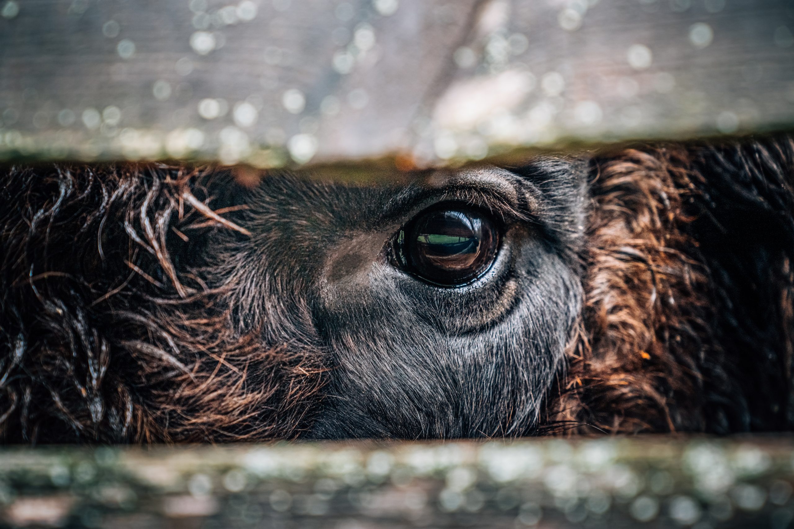 Un pui de zimbru din Parcul Natural Vânători Neamţ își caută numele. A ...