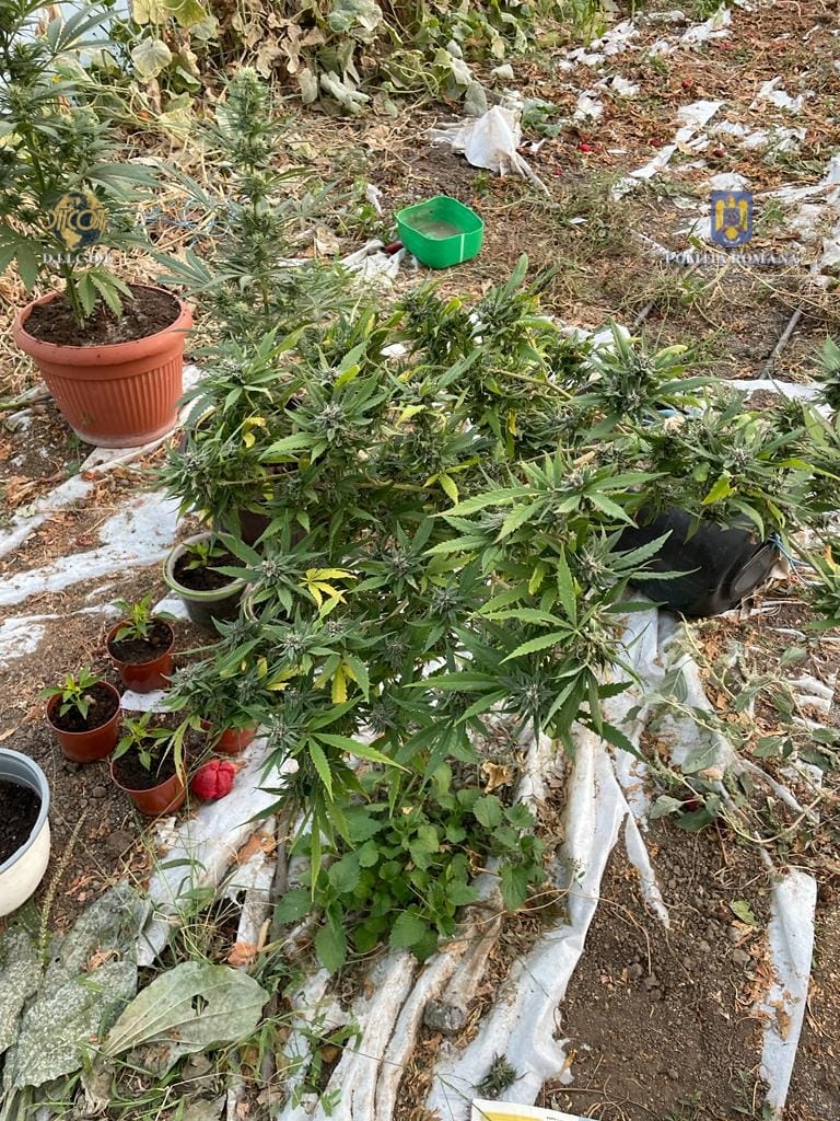 Aproape 7 kilograme de droguri au fost confiscate în Olt. Un tânăr a ...