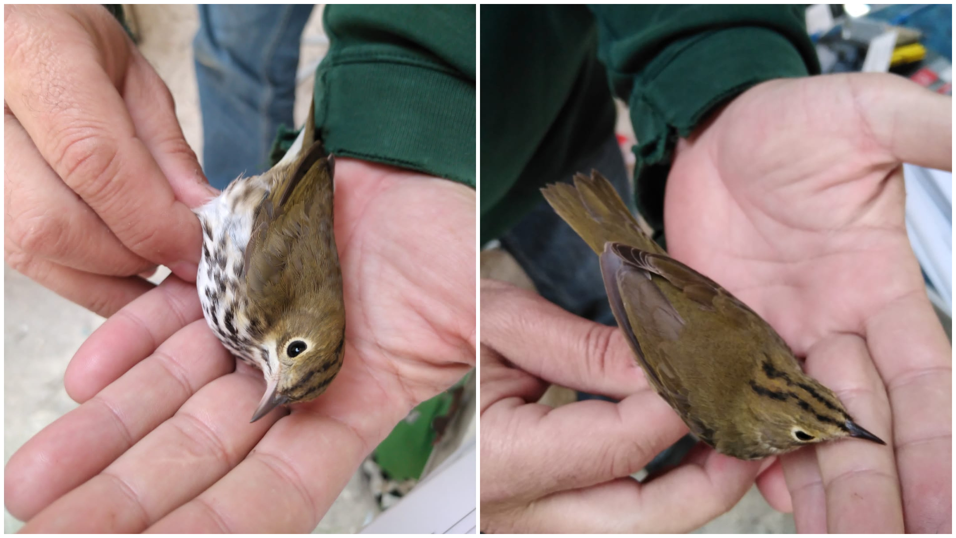 Premieră în România: Sturzul cu creastă galbenă – o pasăre americană ...