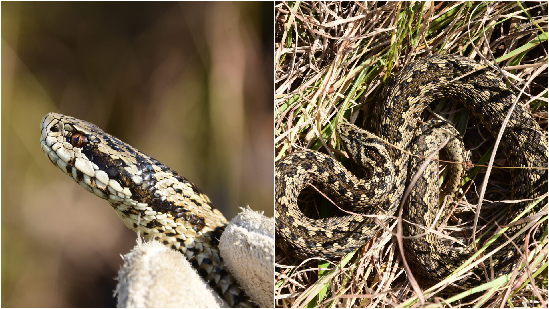 Vipera de fâneață, specie considerată dispărută, descoperită după 61 de ...