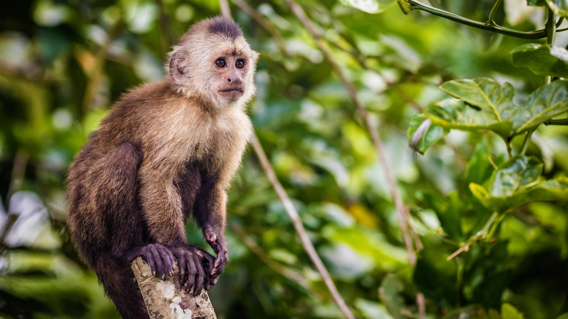 STUDIU. Maimuțele ar putea avea memorie socială, precum oamenii ...