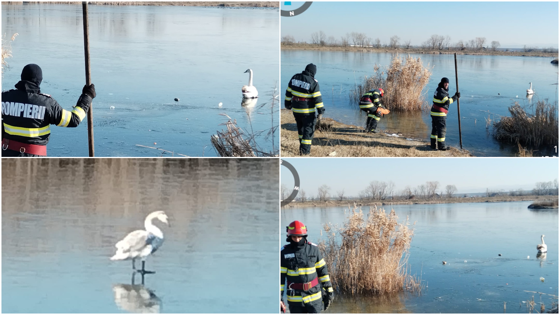 Două lebede blocate în apele înghețate ale unei bălți din Orăștie ...