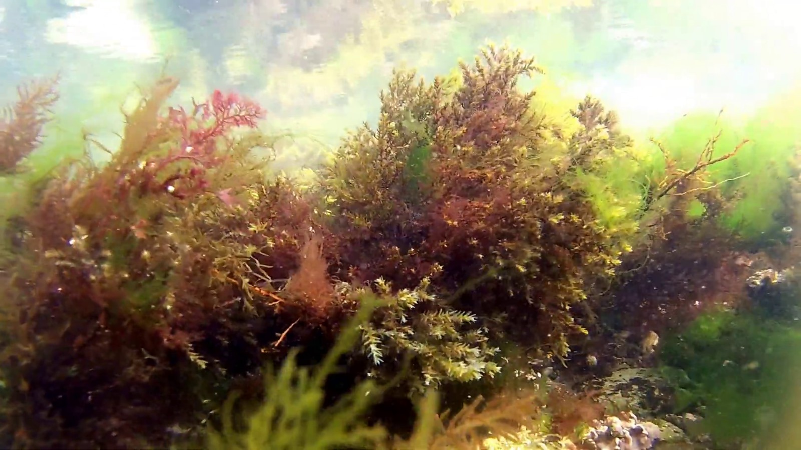 Litoralul românesc va avea o câmpie subacvatică de alge marine de sute ...