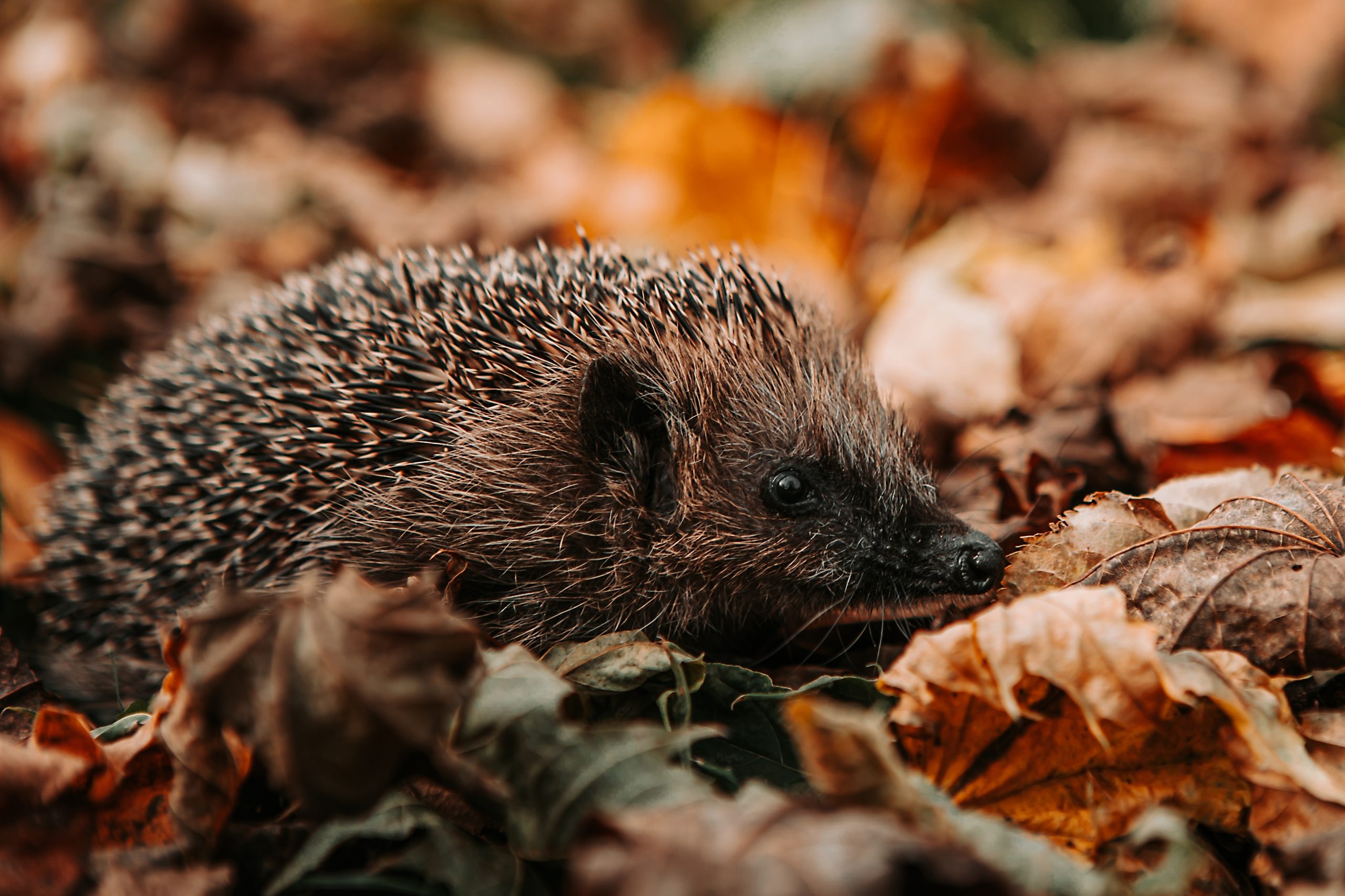 Ariciul vest-european, numit ”Animalul anului 2024”. Specia este pe ...