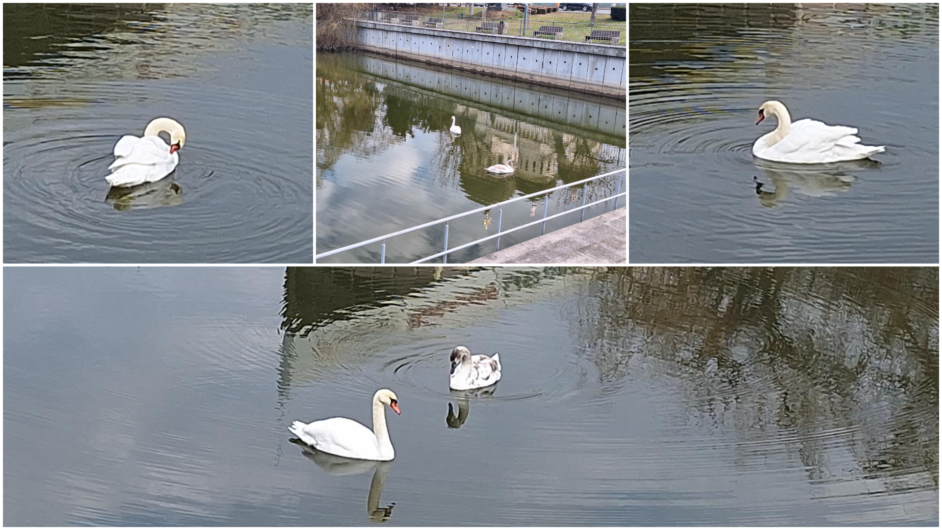 Lebedele de pe lacul din centrul Aradului, principala atracție a iernii ...