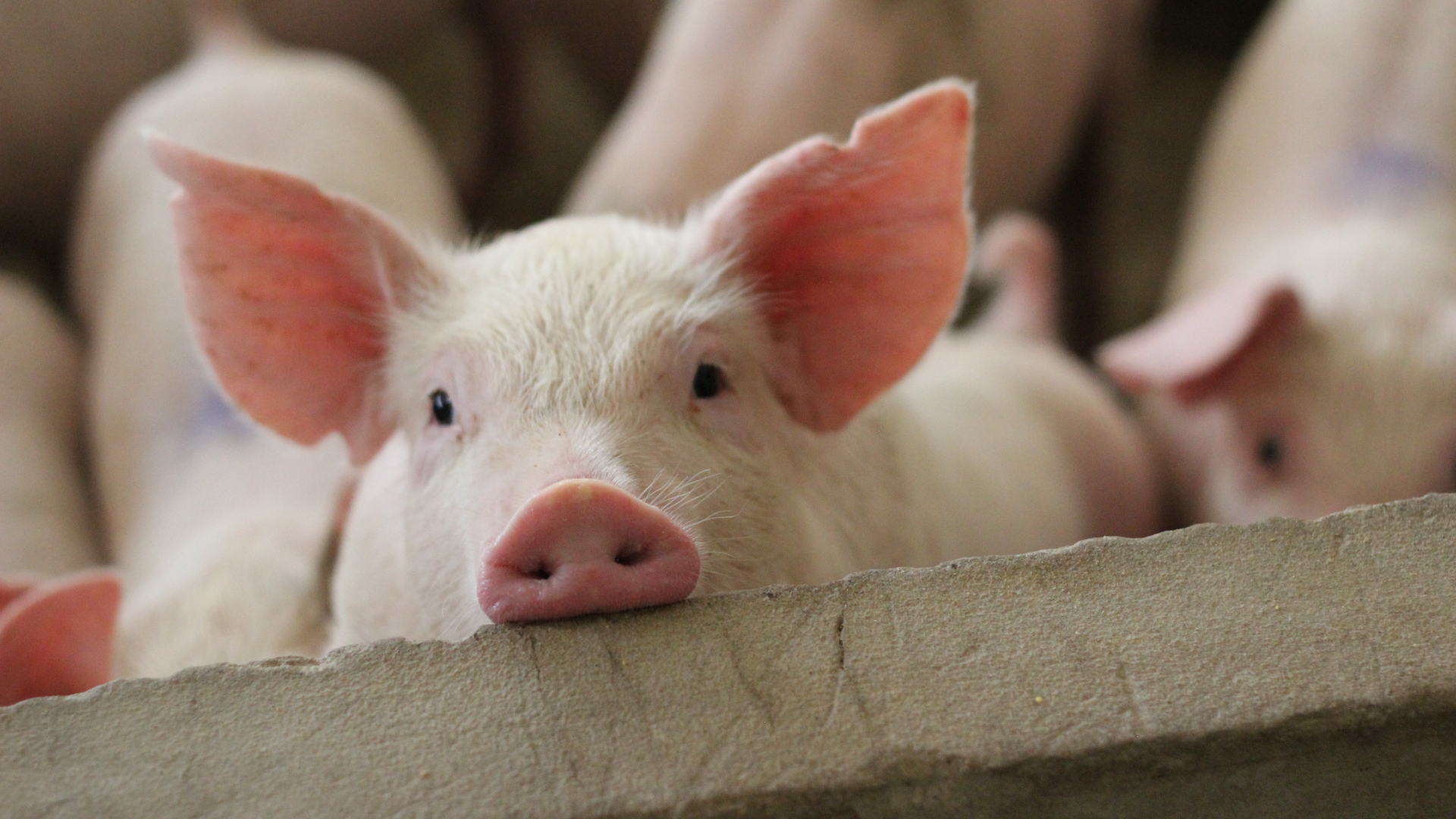 Premieră medicală în Japonia: Oamenii de știință au creat porci ...