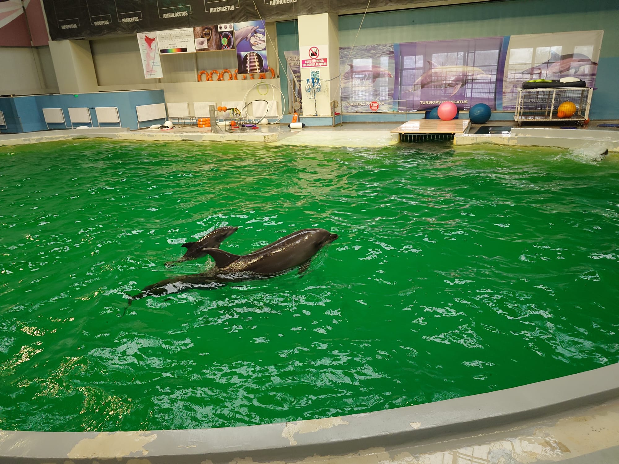 Primul pui de delfin născut în captivitate în România, la Delfinariul ...