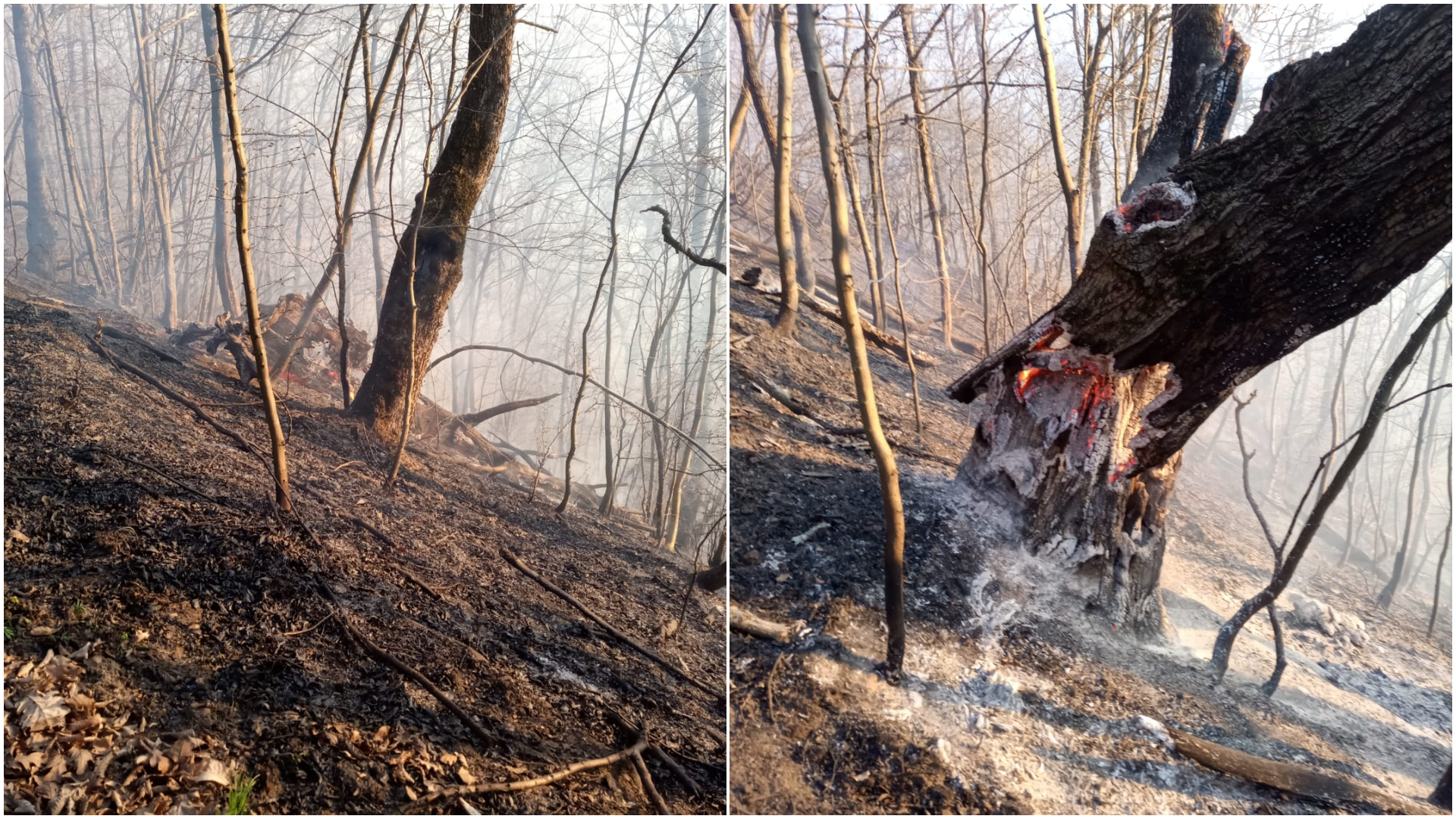 Vâlcea: Incendiu de pădure în zona Brezoi. Zeci de pompieri, ajutați de ...