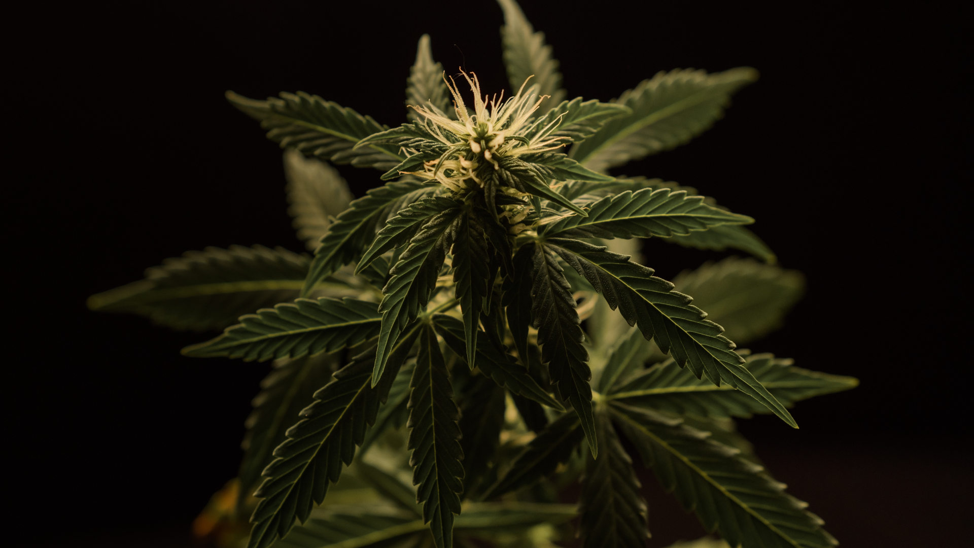 A noua țară din lume care legalizează consumul de canabis în scop ...