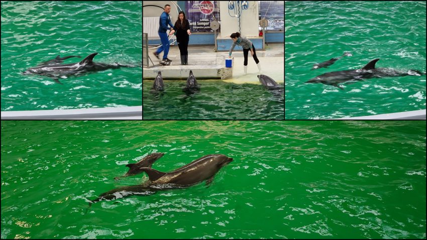 Primul pui de delfin născut în captivitate în România, la Delfinariul ...