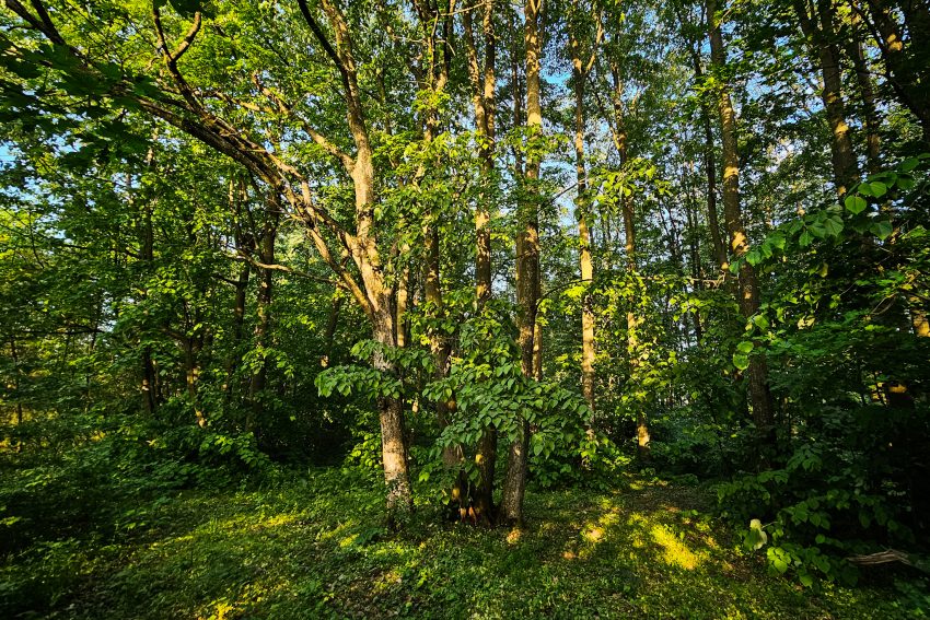 Camera Deputaților a adoptat legea care permite reluarea construcției ...